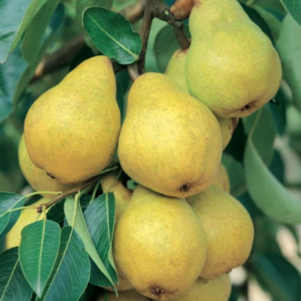 Kriaušės - kriaušių sodinukai | Kiti vaismedžiai – Aurimo Drulio Ūkis